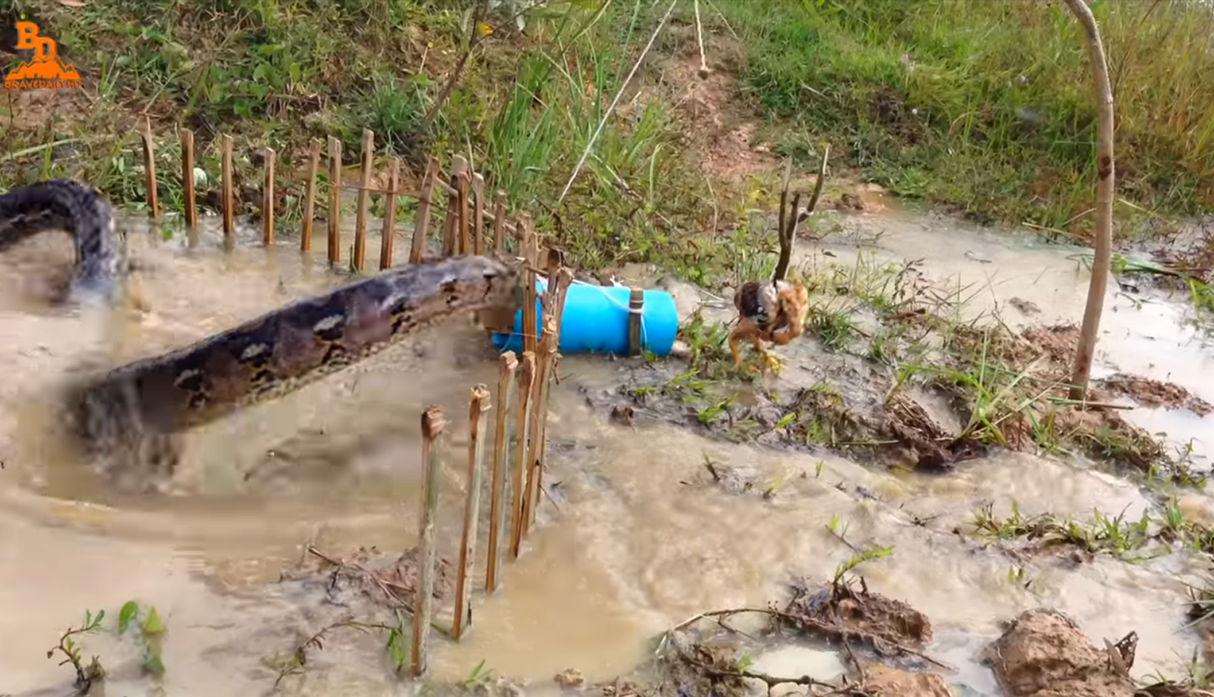 El ataque de una serpiente gigante con final inesperado se hace viral ...