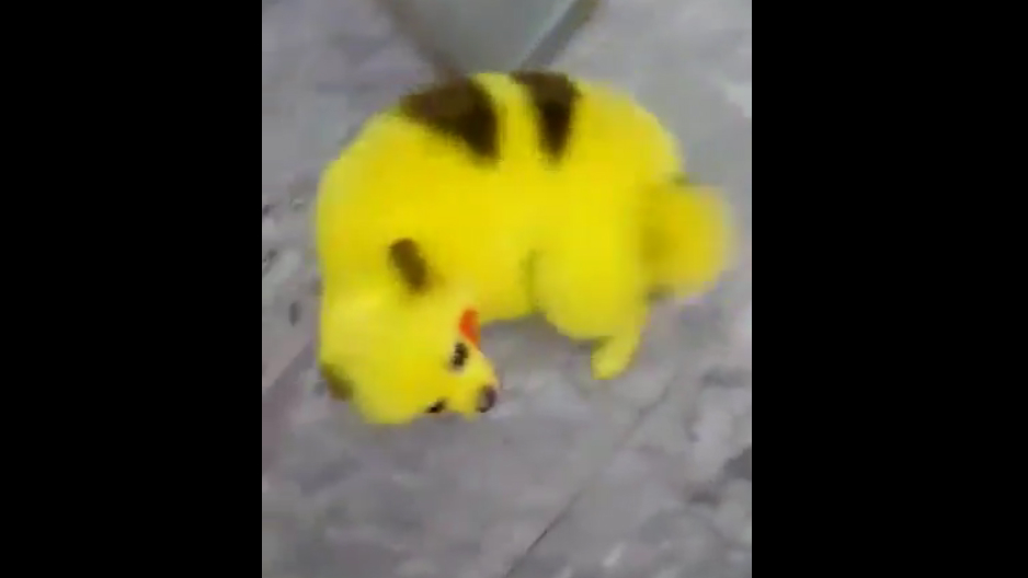 Pokémon Go: Jugador tiñó a su perro como Pikachu [FOTOS Y VIDEO ...