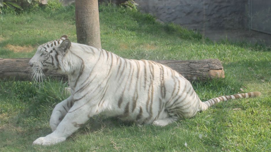 Zoológico de Huachipa presentará su colección ‘Joyas de la Naturaleza’ | ACTUALIDAD | TROME.COM