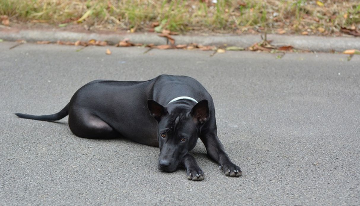 YouTube viral: Perrito se convierte en héroe y salva a mujer de robo ...