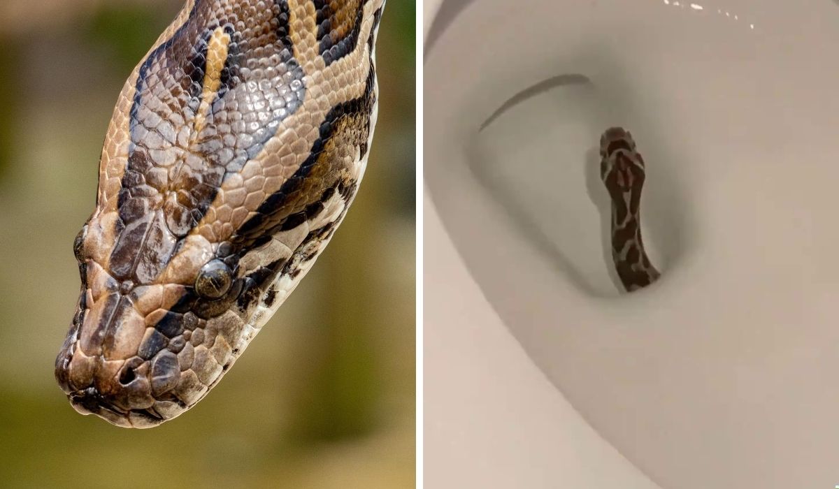 YouTube | El terrorífico momento en que una temible serpiente sale de ...