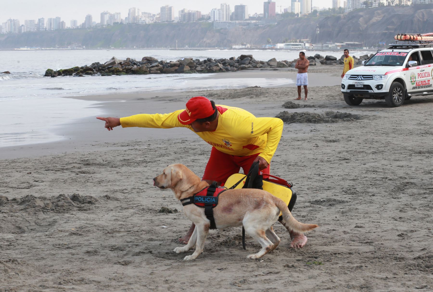Perros salvavidas: Canes son entrenados para rescatar a personas [FOTOS ...