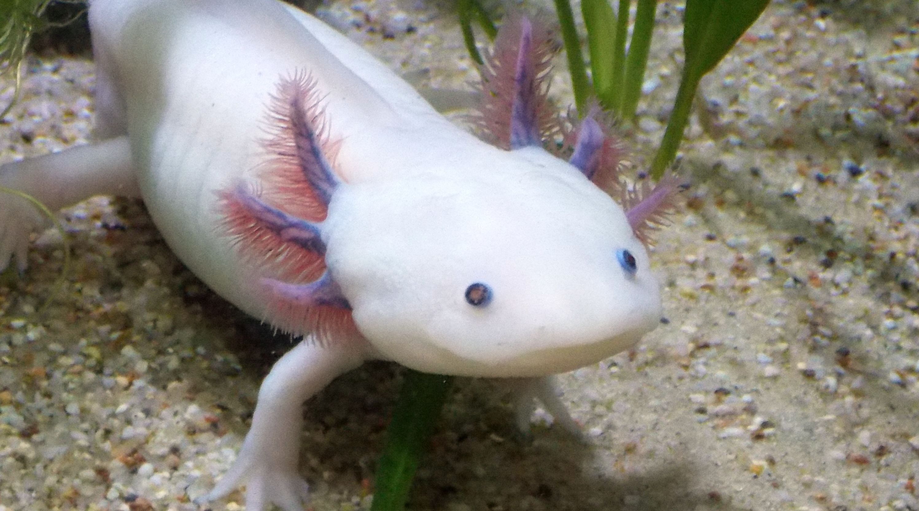 Los Ajolotes - Mind Map