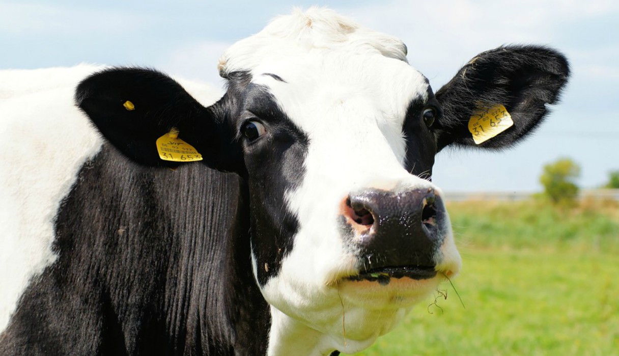 Facebook: vaca preñada escapa de camión que se dirigía al matadero para ...