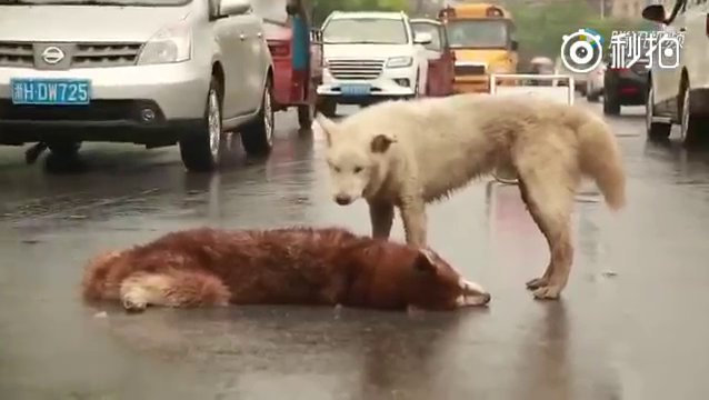 YouTube video viral: Perro intenta reanimar a su "amigo" atropellado ...