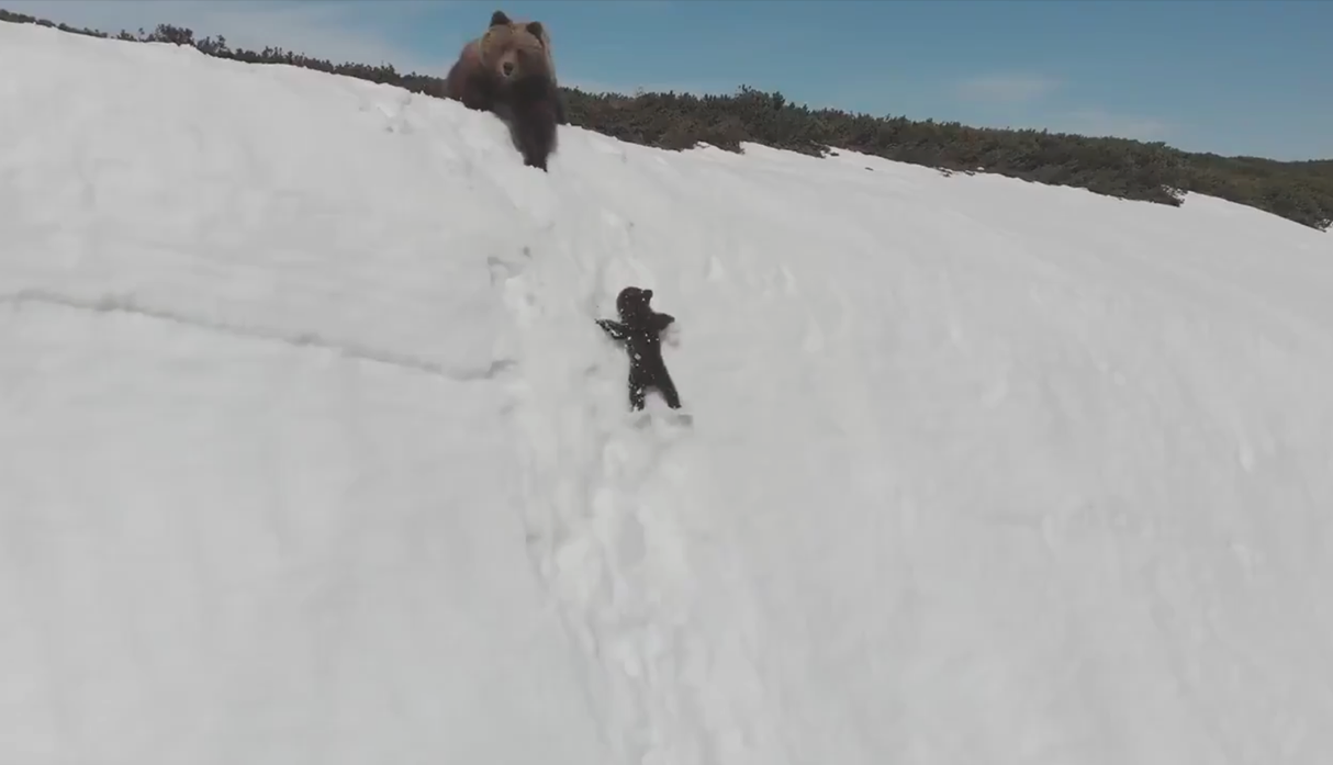 Facebook | La historia no revelada detrás del video viral del osezno ...
