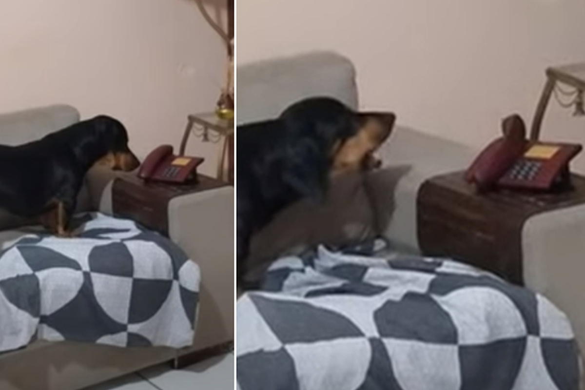 VIDEO VIRAL | Perro se convierte en una celebridad de Internet por su ...