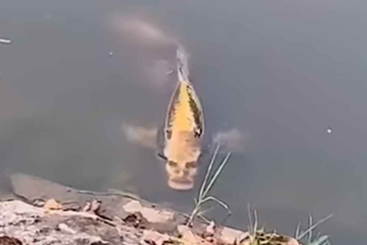 VIDEO VIRAL | Pez ‘con rostro humano’ es captado en lago y video causa ...