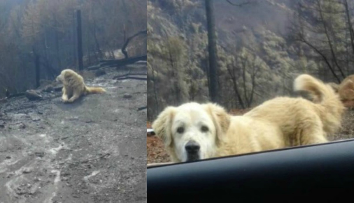 Facebook: regresan a casa tras evacuación por incendios y hallan a su ...