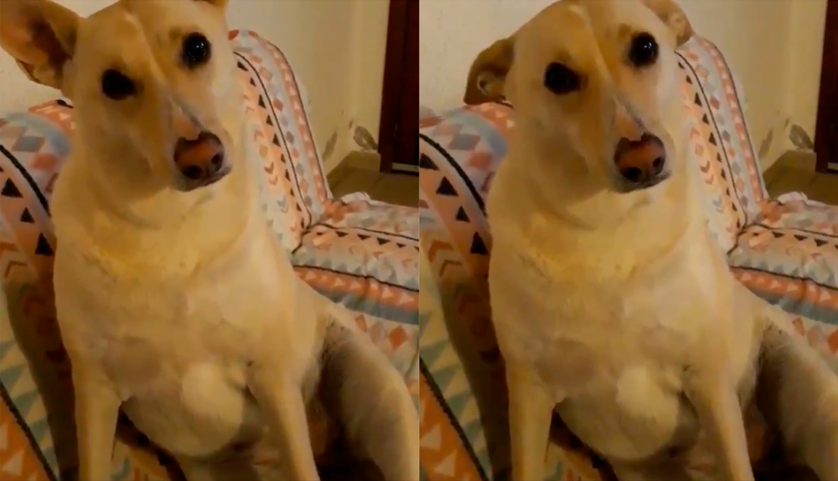 Facebook | La reacción de este perro ante las preguntas de su amo ha ...