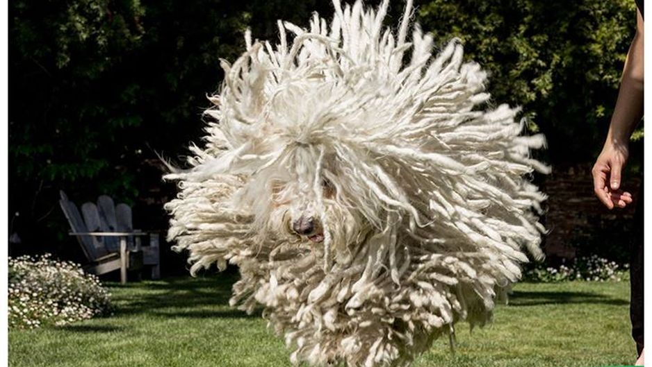 Facebook: Beast, el alucinante perro de Mark Zuckerberg [FOTOS] | VIRAL ...