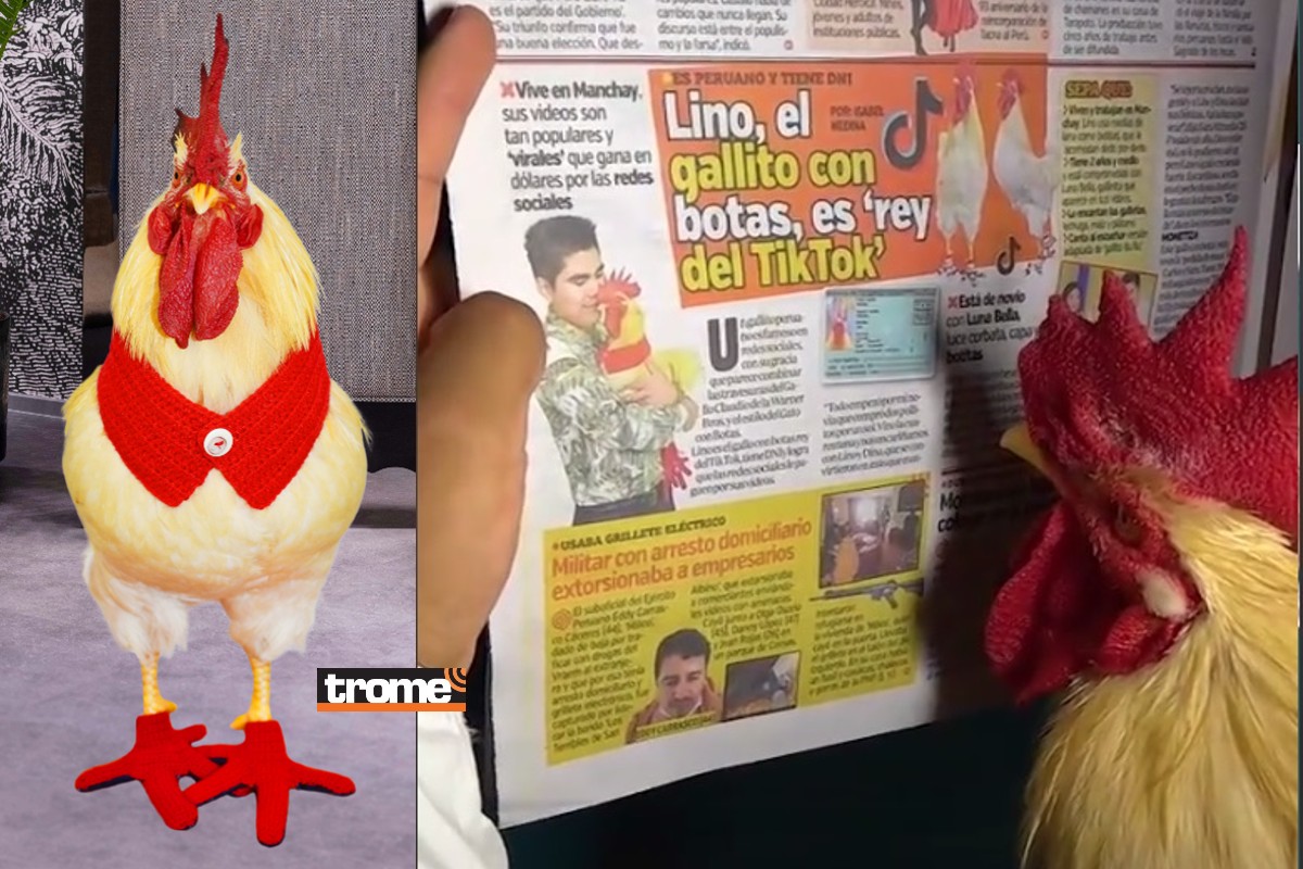 TikTok Lino el gallo con botas divierte a miles en redes sociales y ...