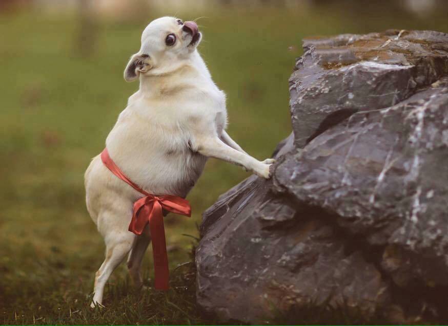 Facebook foto viral: Perrita embarazada causa sensación en tierna ...