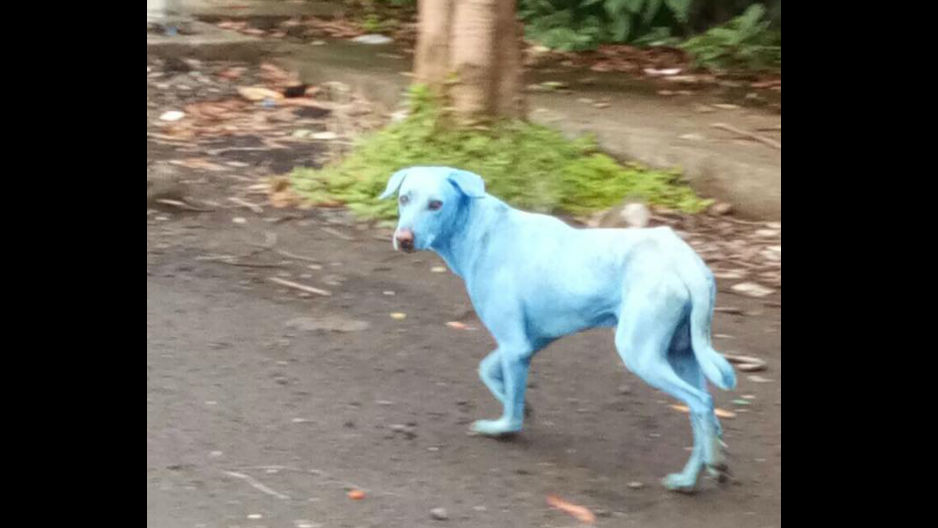 Perros callejeros se vuelven azules en India ¿Qué es lo que pasa ...