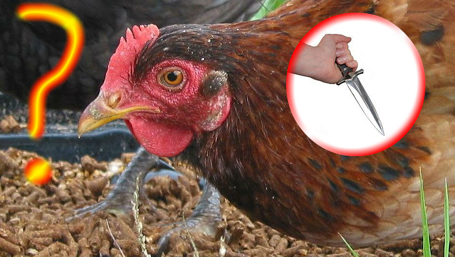 Argentina: Parrillero loco apuñala a su cuñado por una pierna de pollo ...