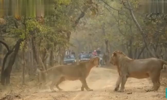 Video viral: impactantes imágenes de una lucha entre una leona y un ...