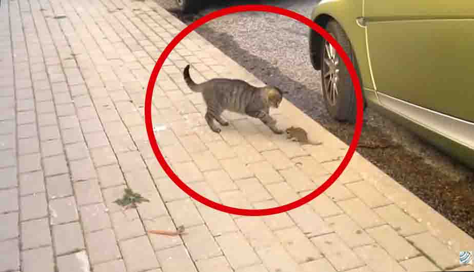 Facebook: gato atacó a un ratón sin imaginar que este iba a utilizar ...