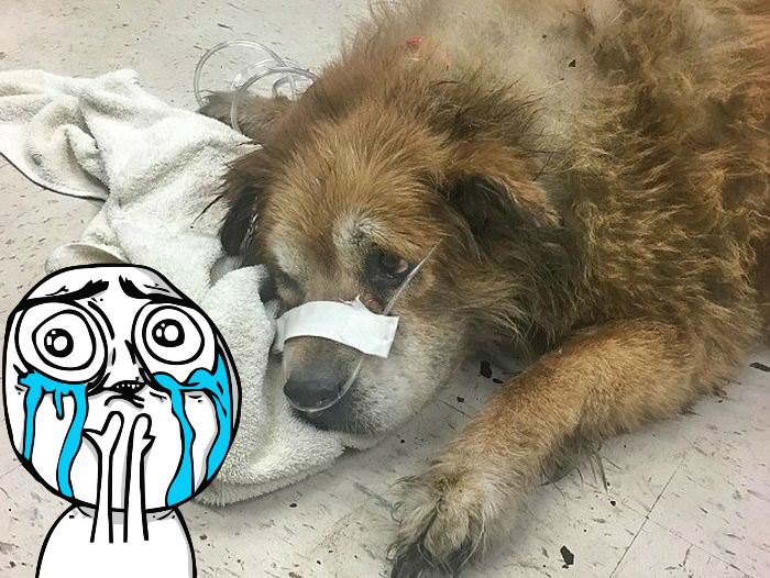 Perro salva a su dueña de morir quemada en incendio: la protegió con su ...