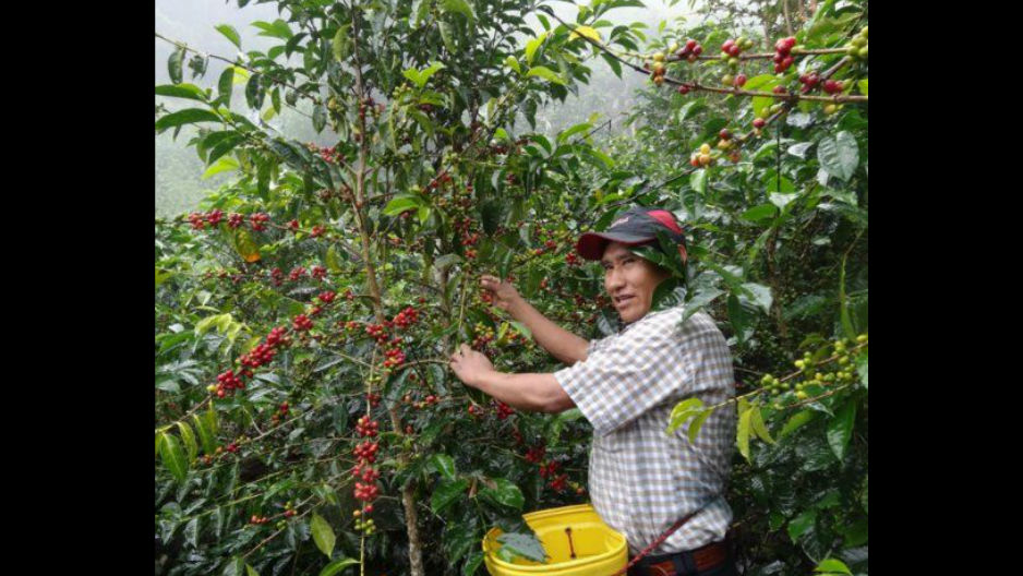 Café de Puno es premiado como el de mejor calidad del mundo [FOTOS ...