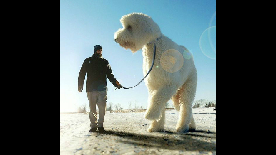 Facebook: Las aventuras de un fotógrafo y su perro con Photoshop [FOTOS ...
