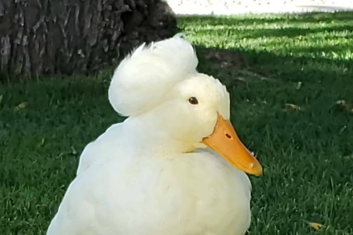 Facebook viral | Patos con “peinado” que causan furor en redes sociales ...
