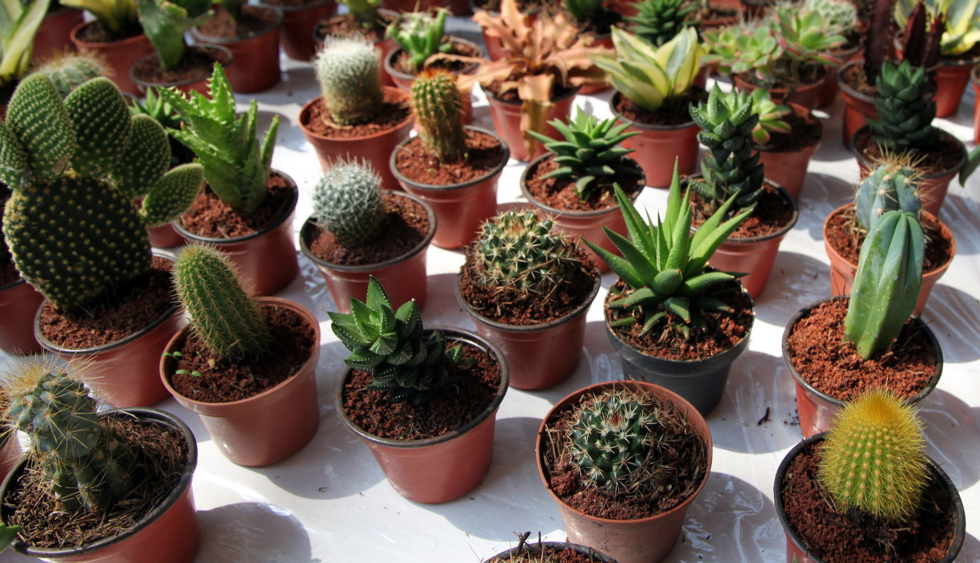 Día del Medio Ambiente: Regalarán hermosas plantitas ¡Pide la tuya! | ACTUALIDAD | TROME.COM