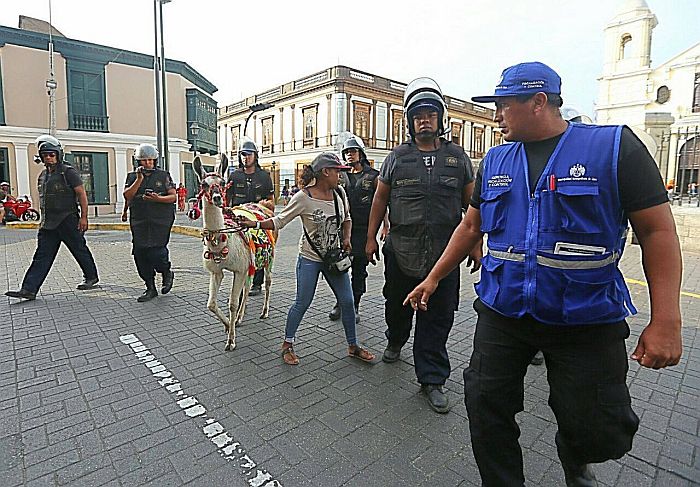 Lima: llama era usada para ganar dinero al lado de Palacio de Gobierno ...