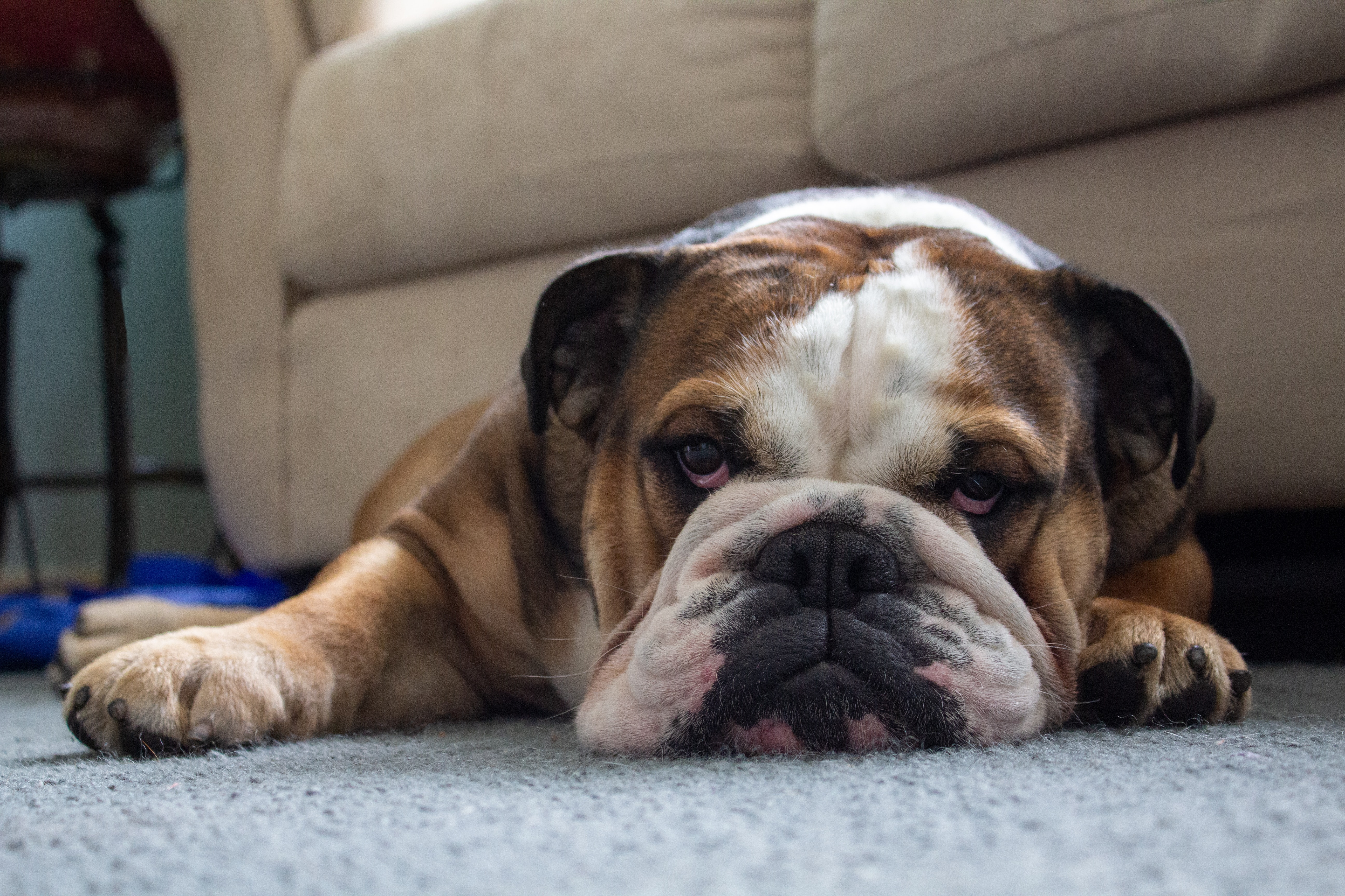 Cómo Son Realmente Los Bulldogs Ingleses