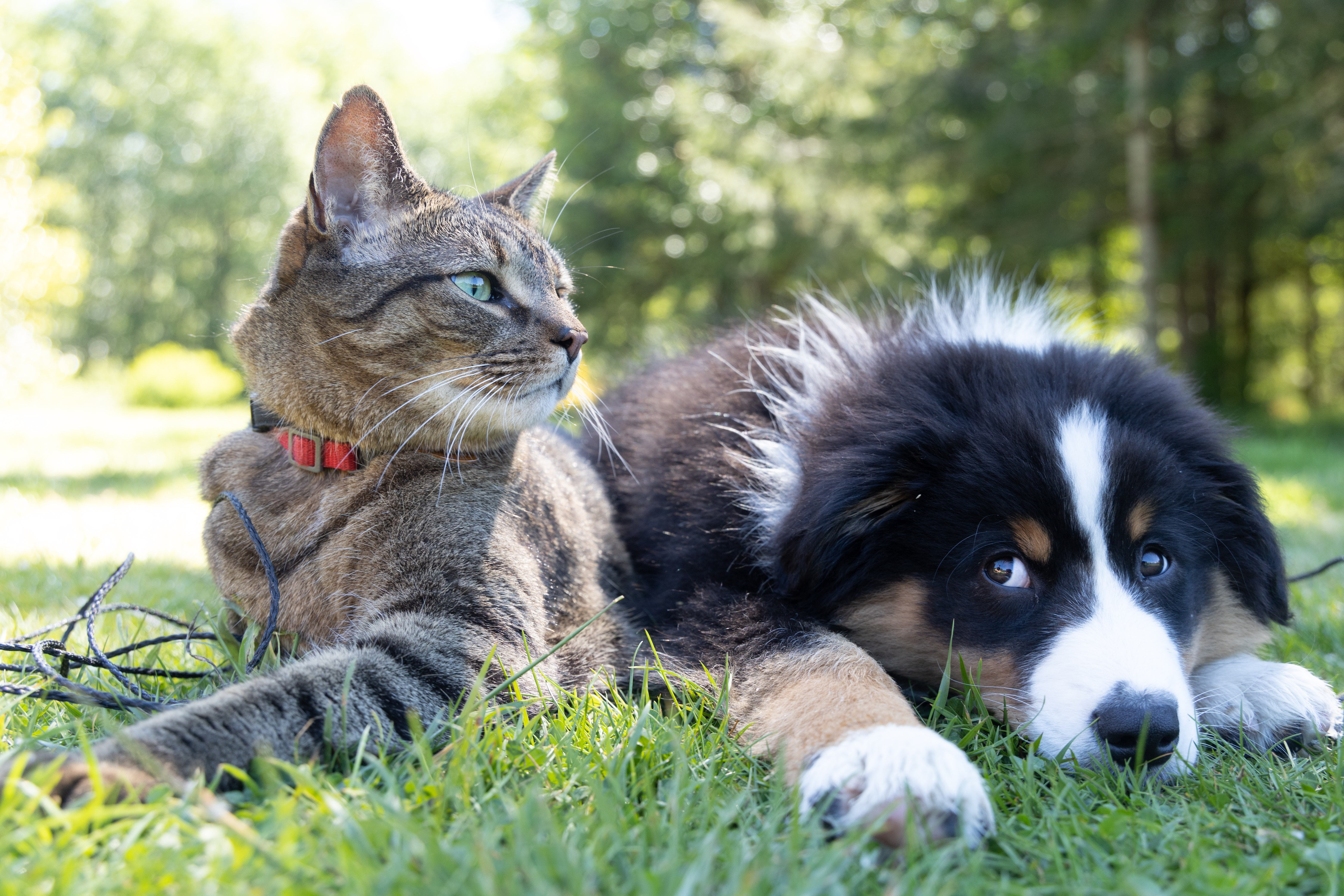 Acantilado De Gato Y Perro