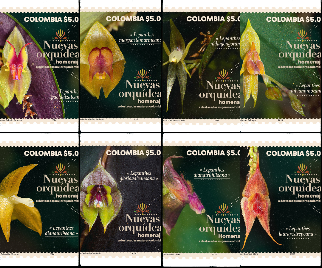 Tipos De Orquideas La Respiración De Las Plantas Y Fotosíntesis