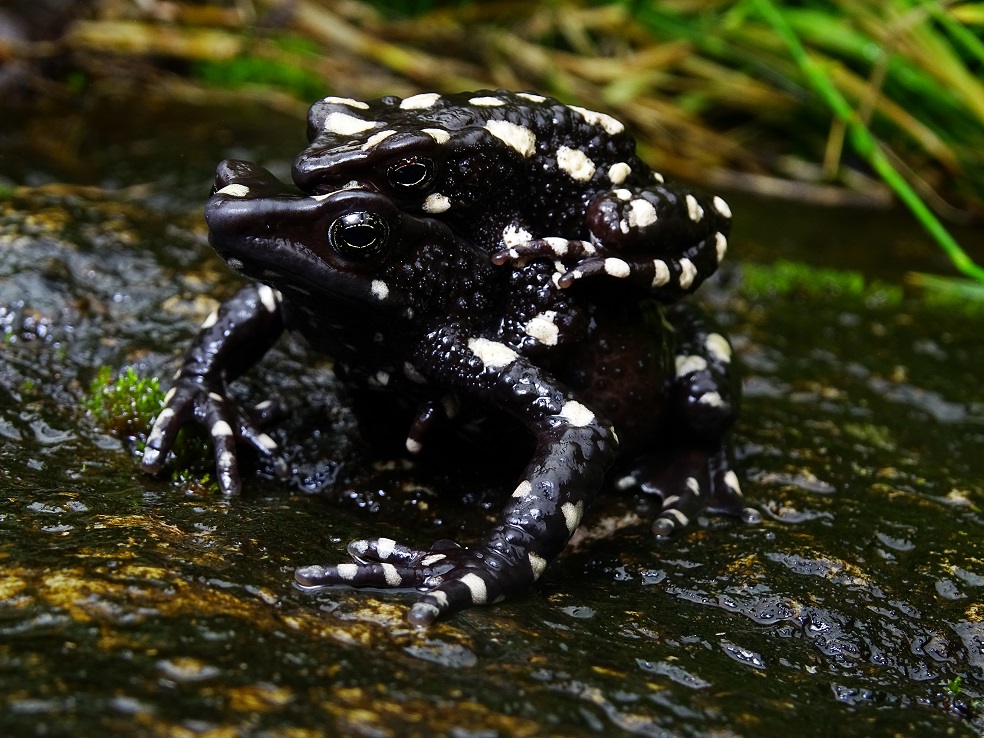 Rana Atelopus Morada Leptodactylus Savagei | Ecos Del Bosque