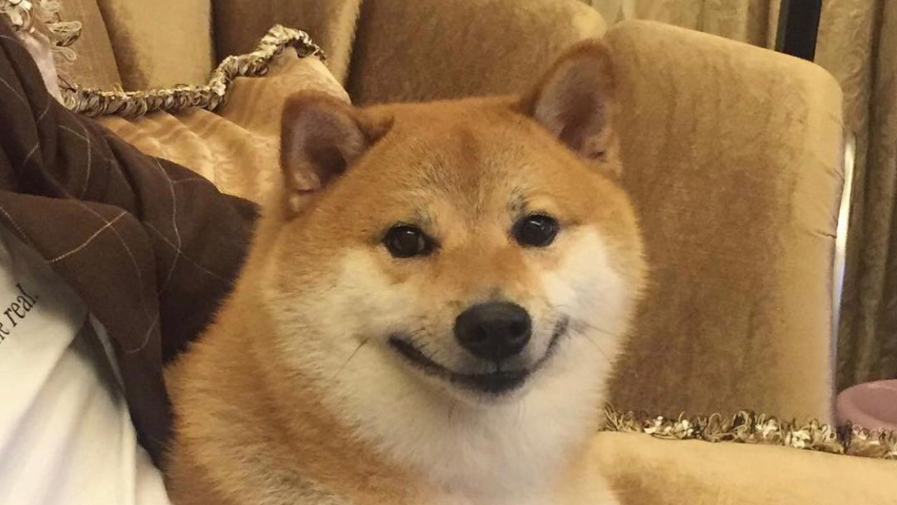 Perro Sonriendo Meme
