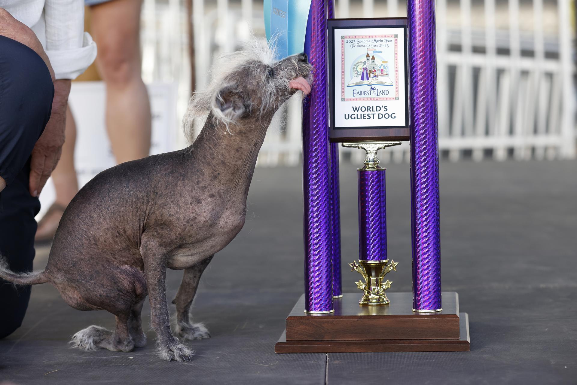 Donde Se Realiza El Concurso Del Perro Mas Feo
