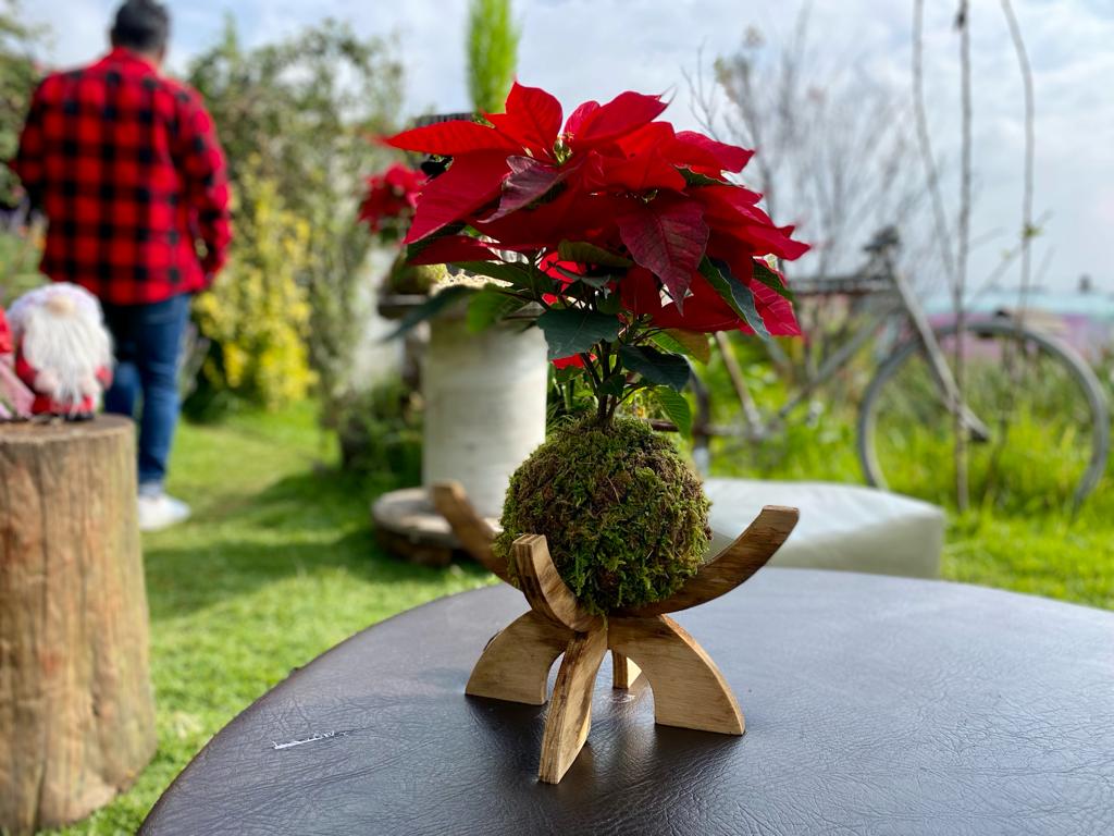 Flor De Nochebuena Flor De Navidad Planta Epworth Unida Metodista