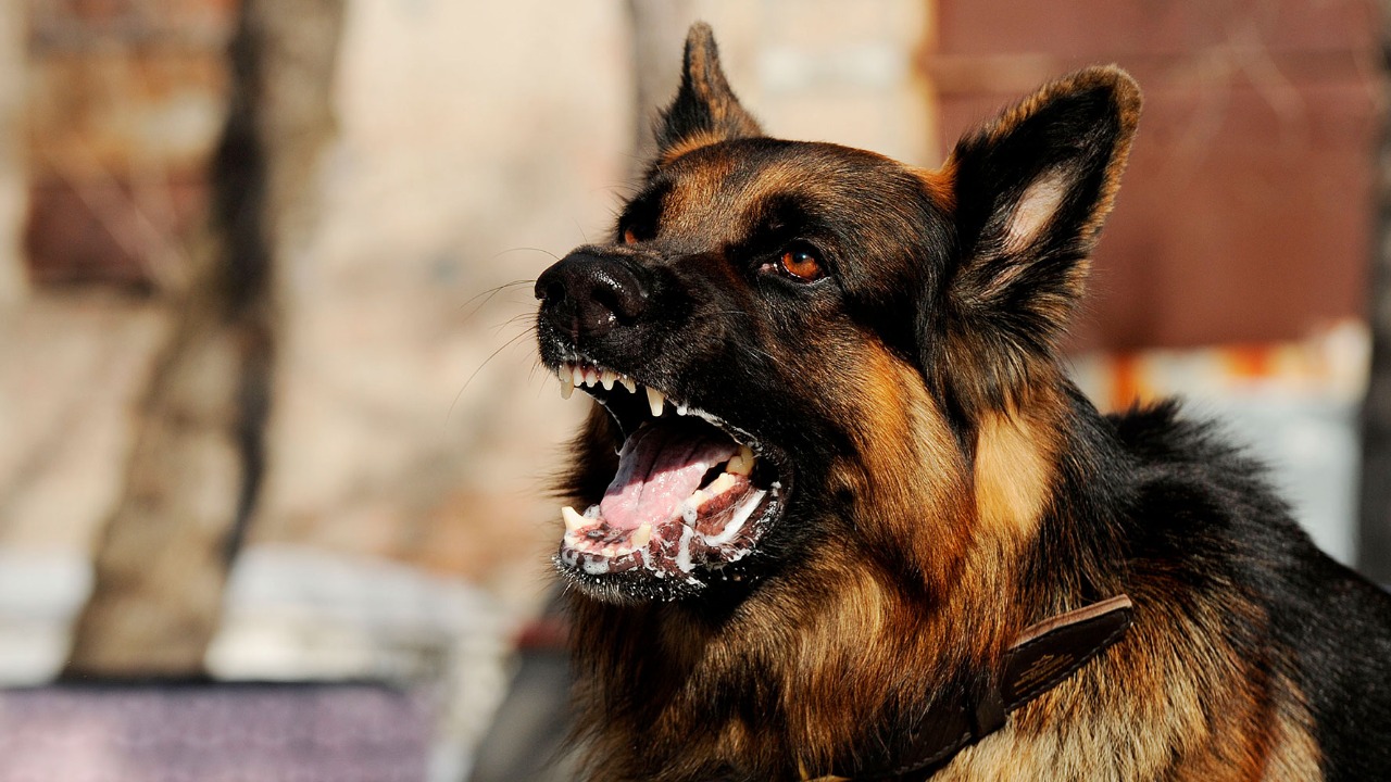 Todos Los Perros Tienen Rabia