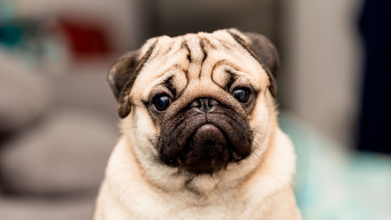 Son Perezosos Los Perros Pug