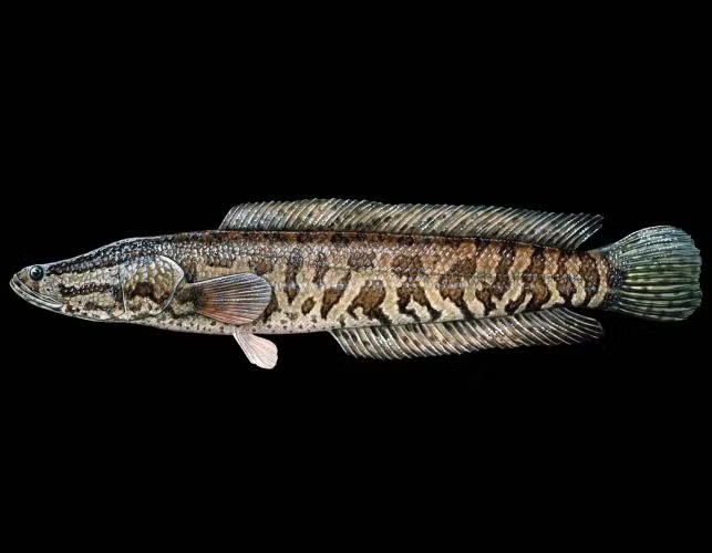Pez Que Parece Una Serpiente Qué Se Sabe Sobre El Pez Cabeza De