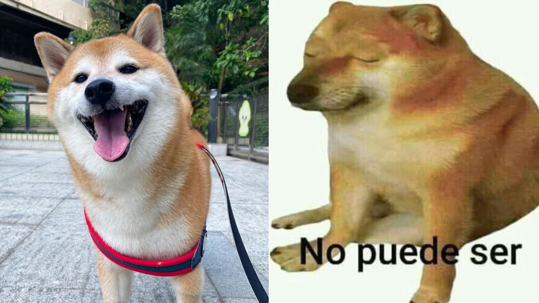 Memes De Perro Pensativo Cuánta Razón! Búsqueda De Perro Emo En CR