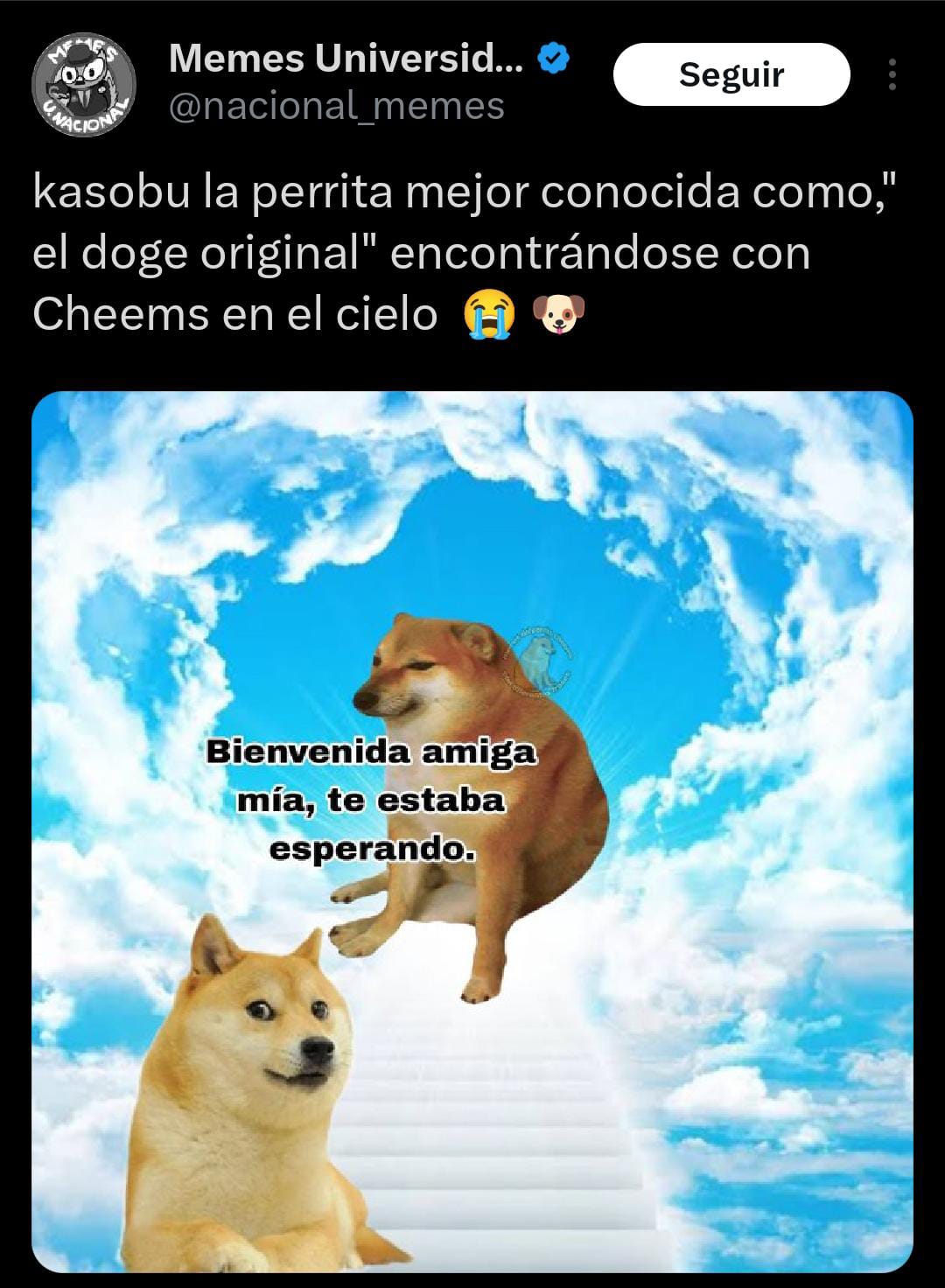 Memes De Doge El Perro