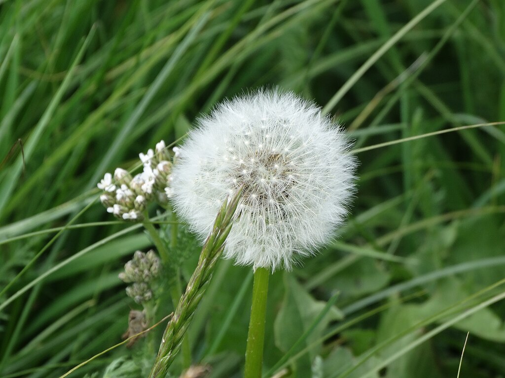 Fotos De La Flor Del Diente De León Ayuda! ¿Un Diente De León