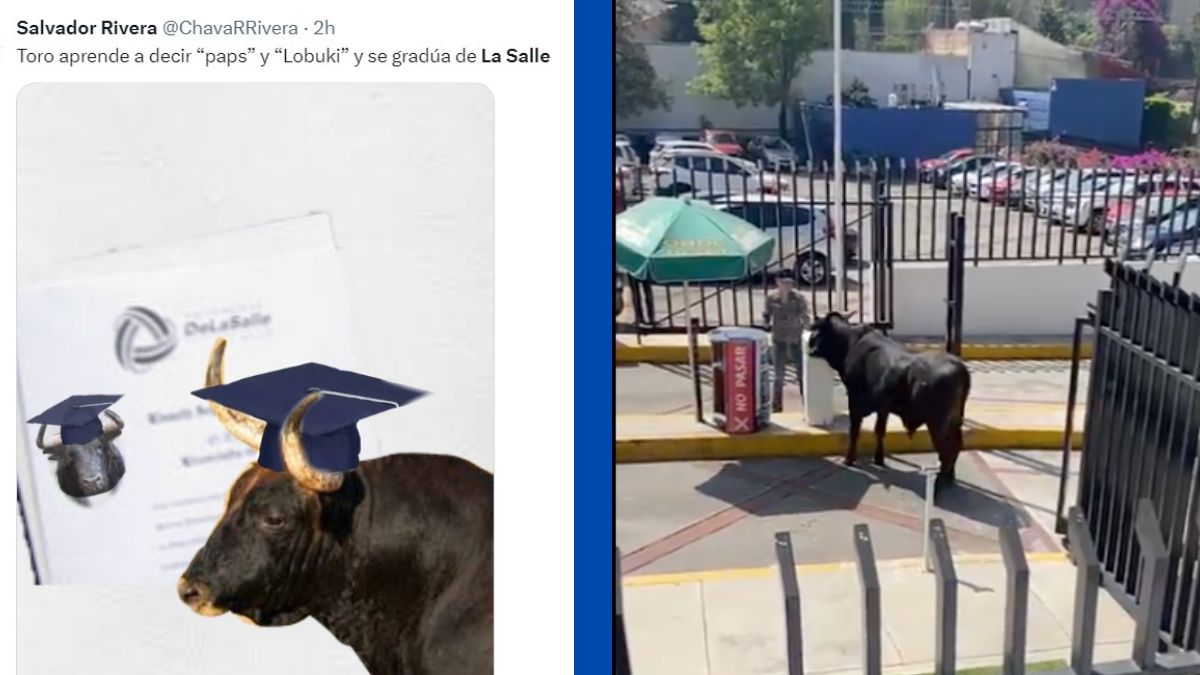 Imagenes De Toros Memes Meme Filosoraptor ¿Si A Los Animalistas Les