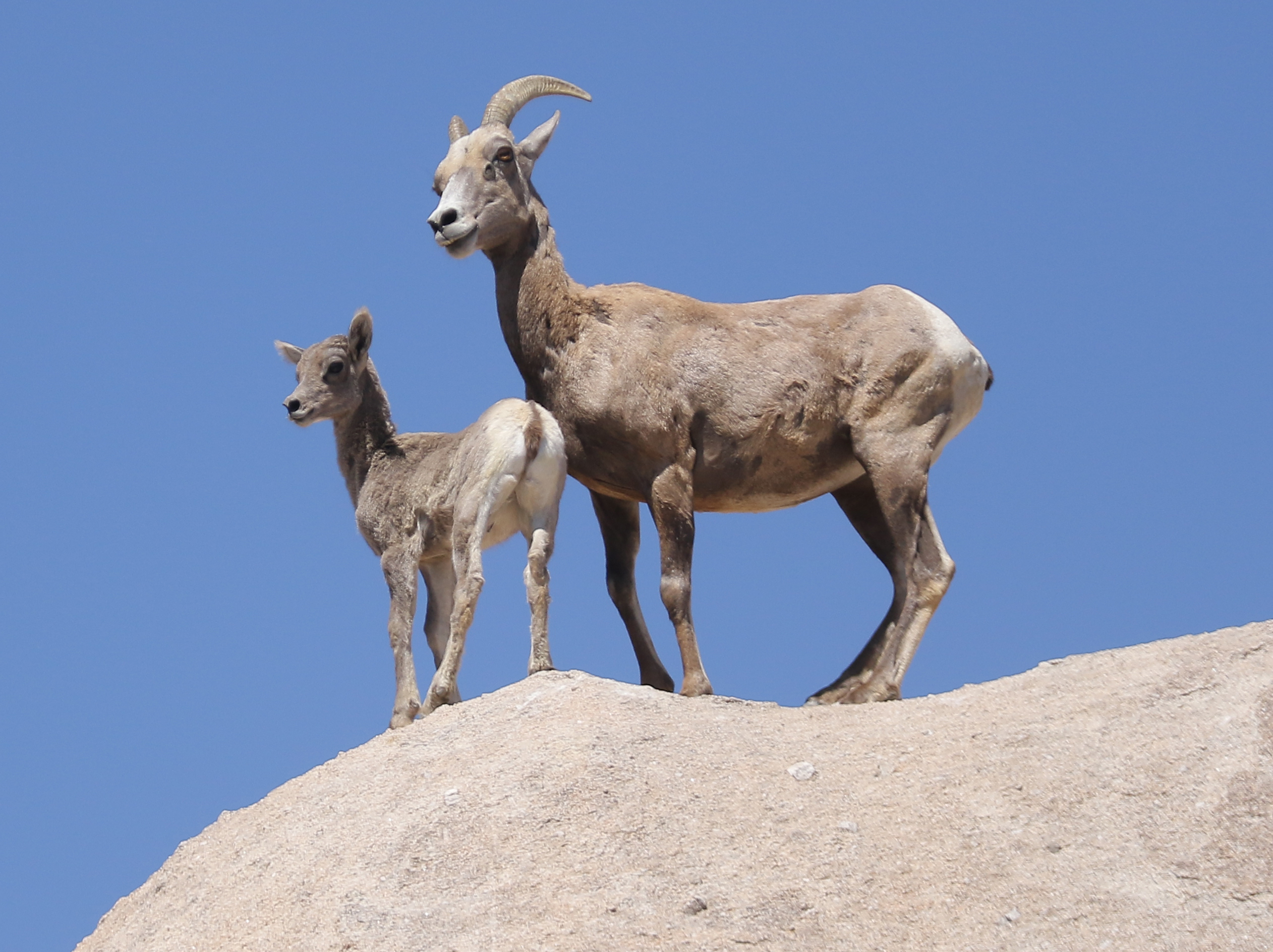 Animales Fauna Silvestre Borrego Cimarrón