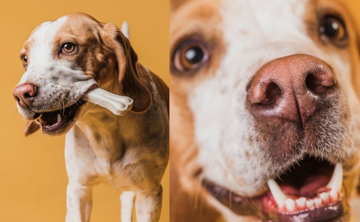 La Saliva De Los Perros Mata Las Bacterias
