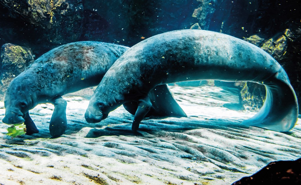 Mysterious manatee deaths in Mexico