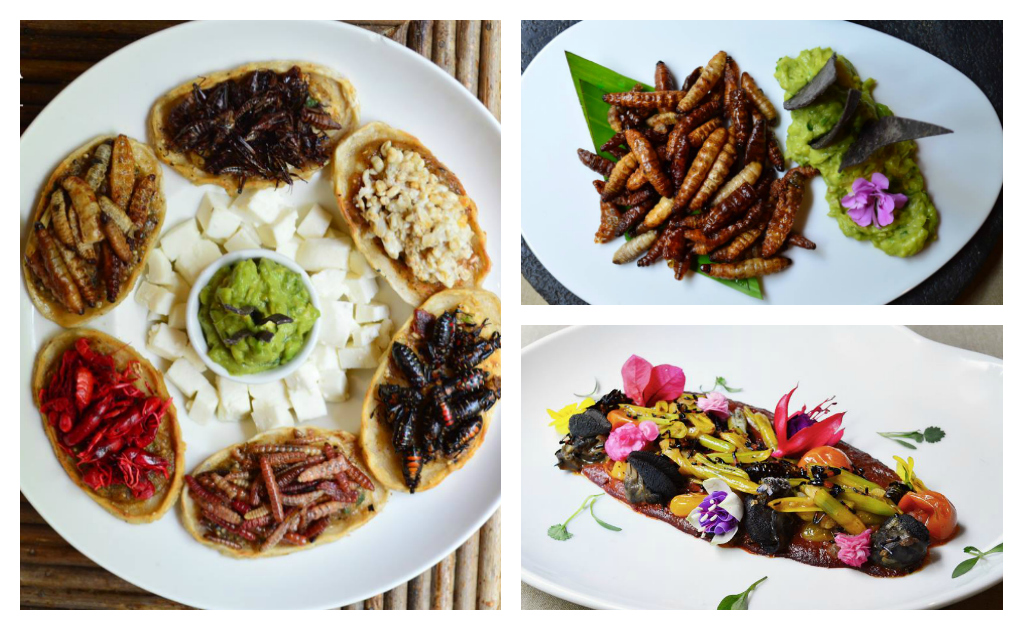 Insectos comestibles en la gastronomía mexicana