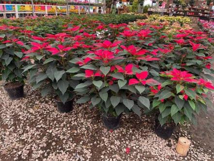 Tenango de las Flores, segundo productor estatal de Nochebuena | El ...