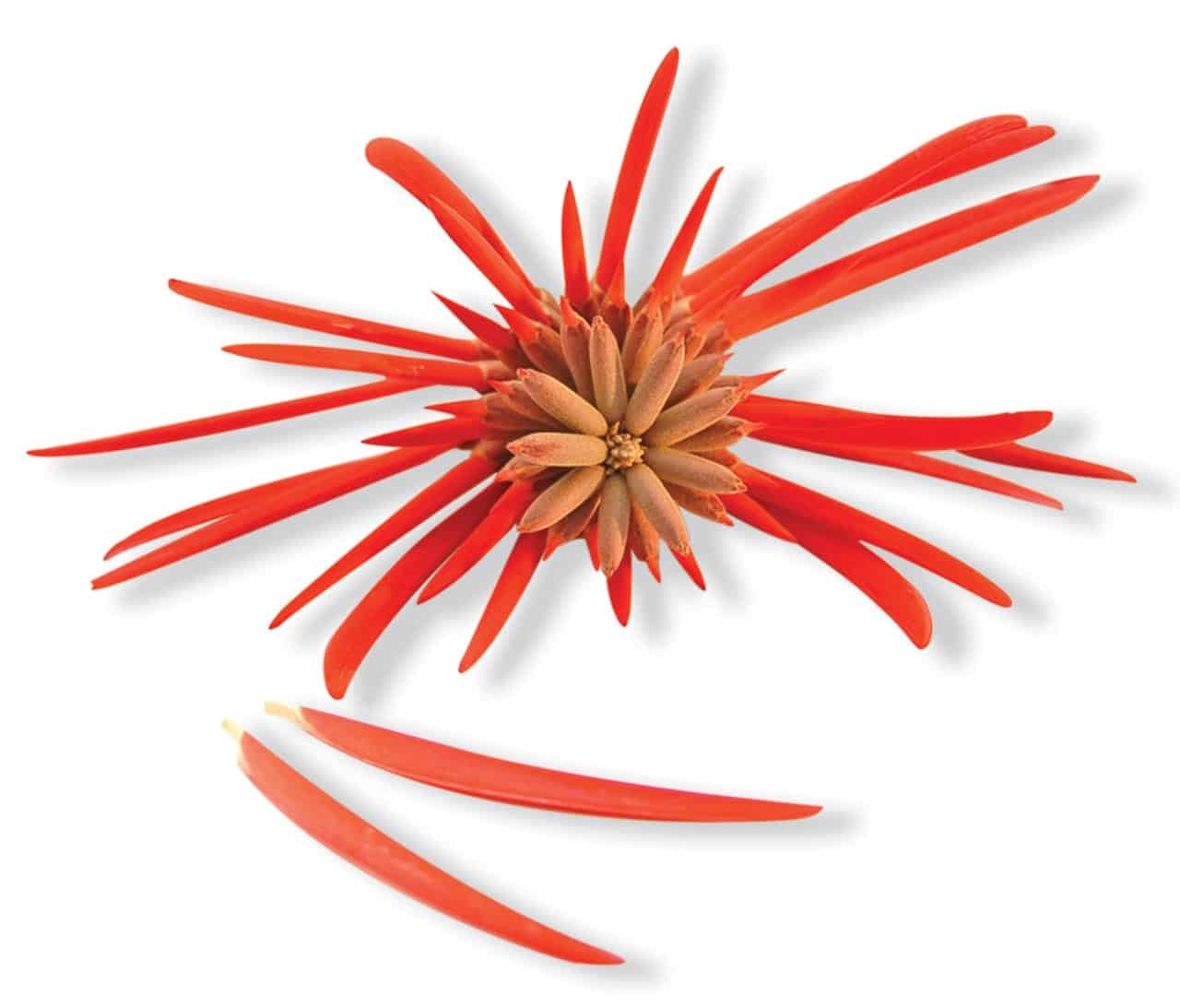 árbol del colorín | El Universal