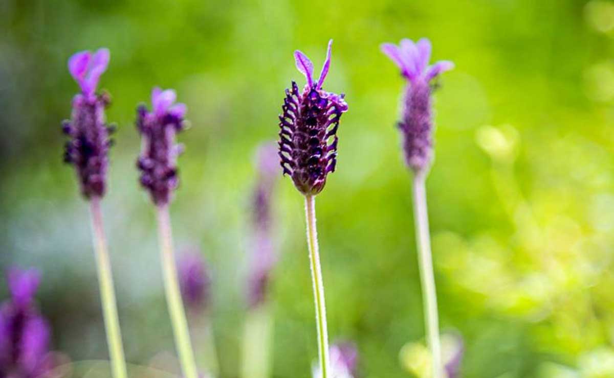 Jardín Botánico Helia Bravo Hollis, un santuario de especies endémicas ...