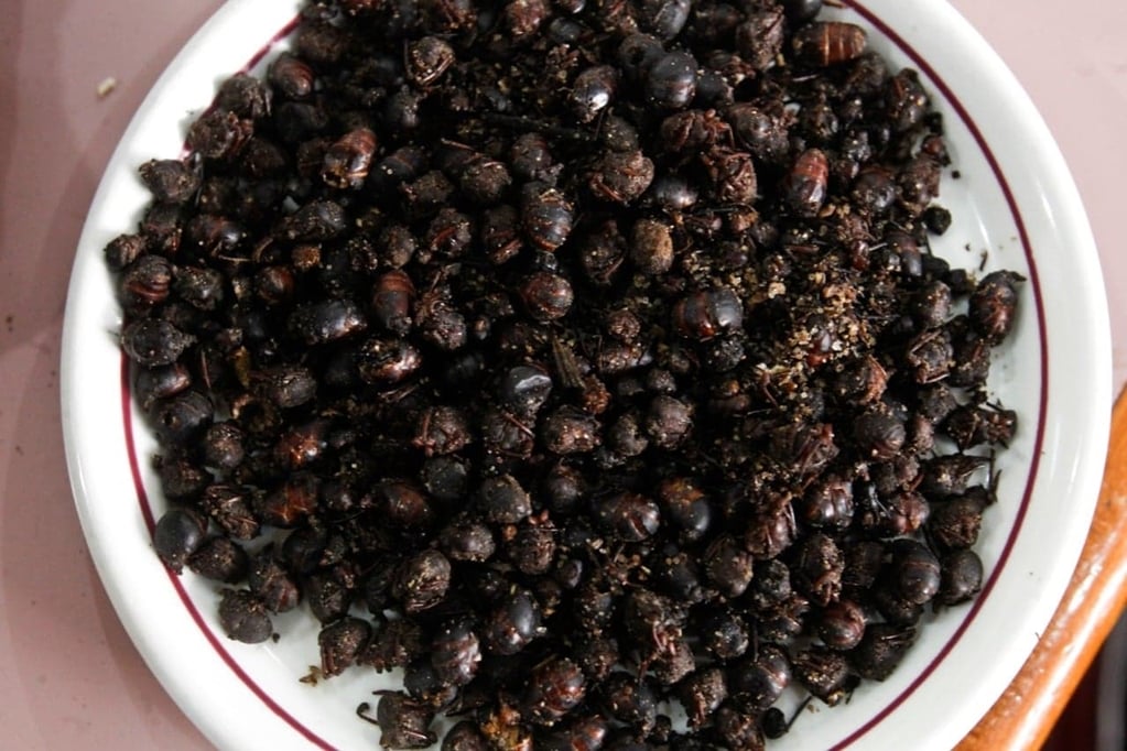 chicatanas hormiga culona | El Universal