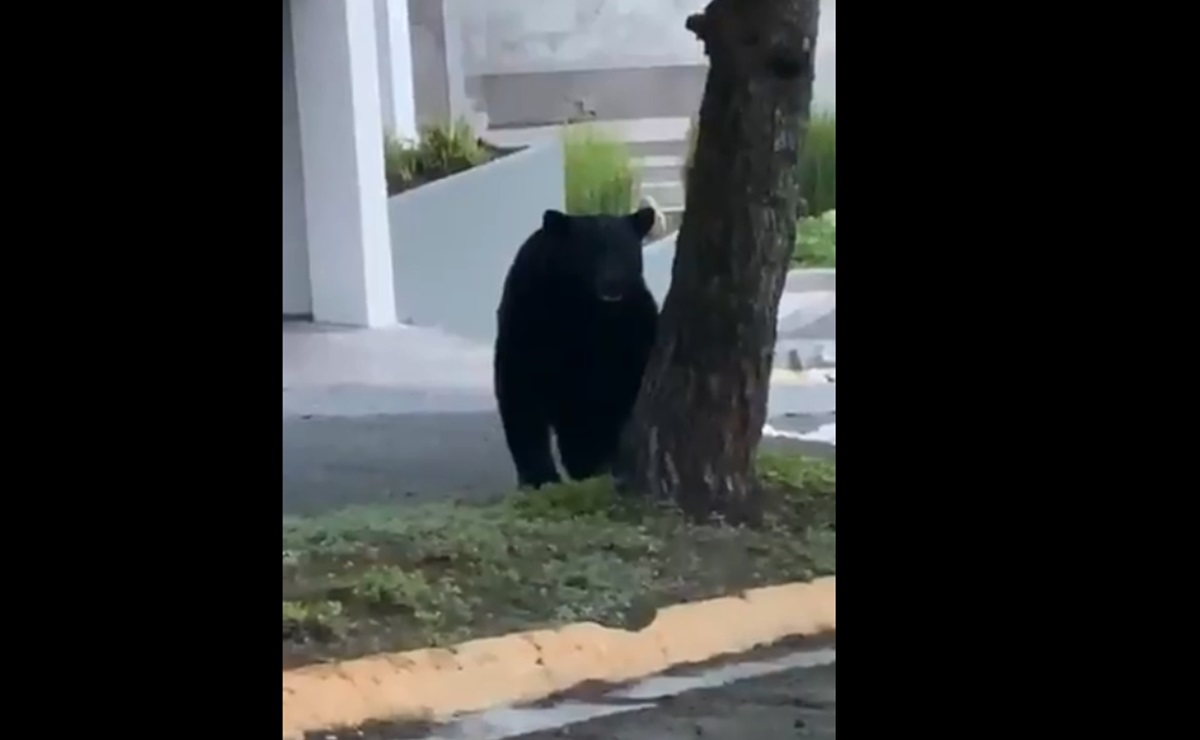 Video. Cientos de cabras invaden calles de California durante cuarentena